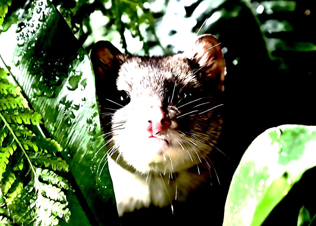'quoll cute ' Poster, picture, metal print, paint by PENGDUA XYZ | Displate