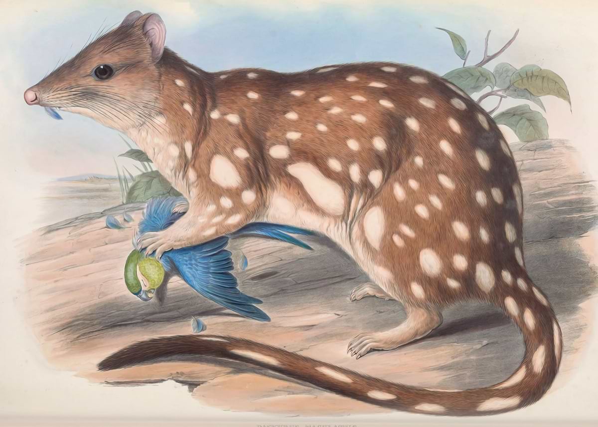 'quoll cute ' Poster, picture, metal print, paint by PENGDUA XYZ | Displate