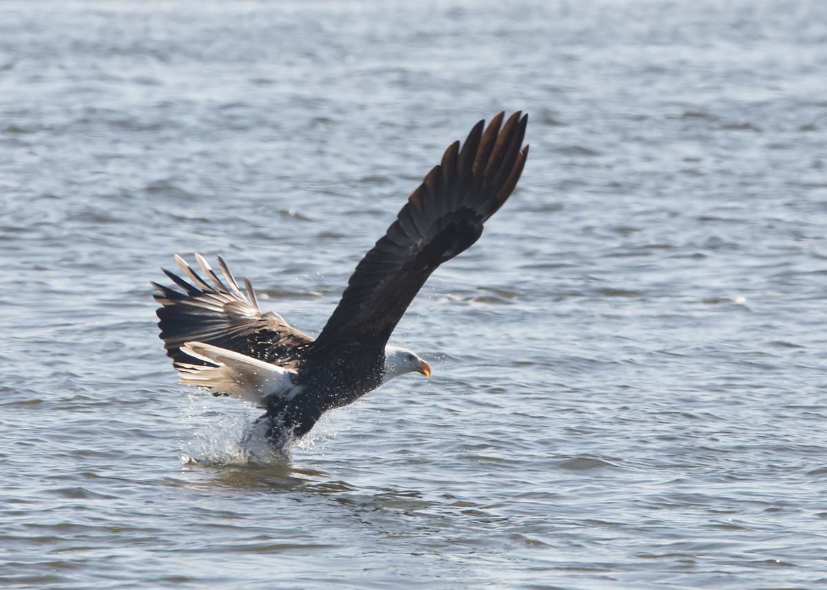 'Bald eagle catching fish' Poster, picture, metal print, paint by Katie ...