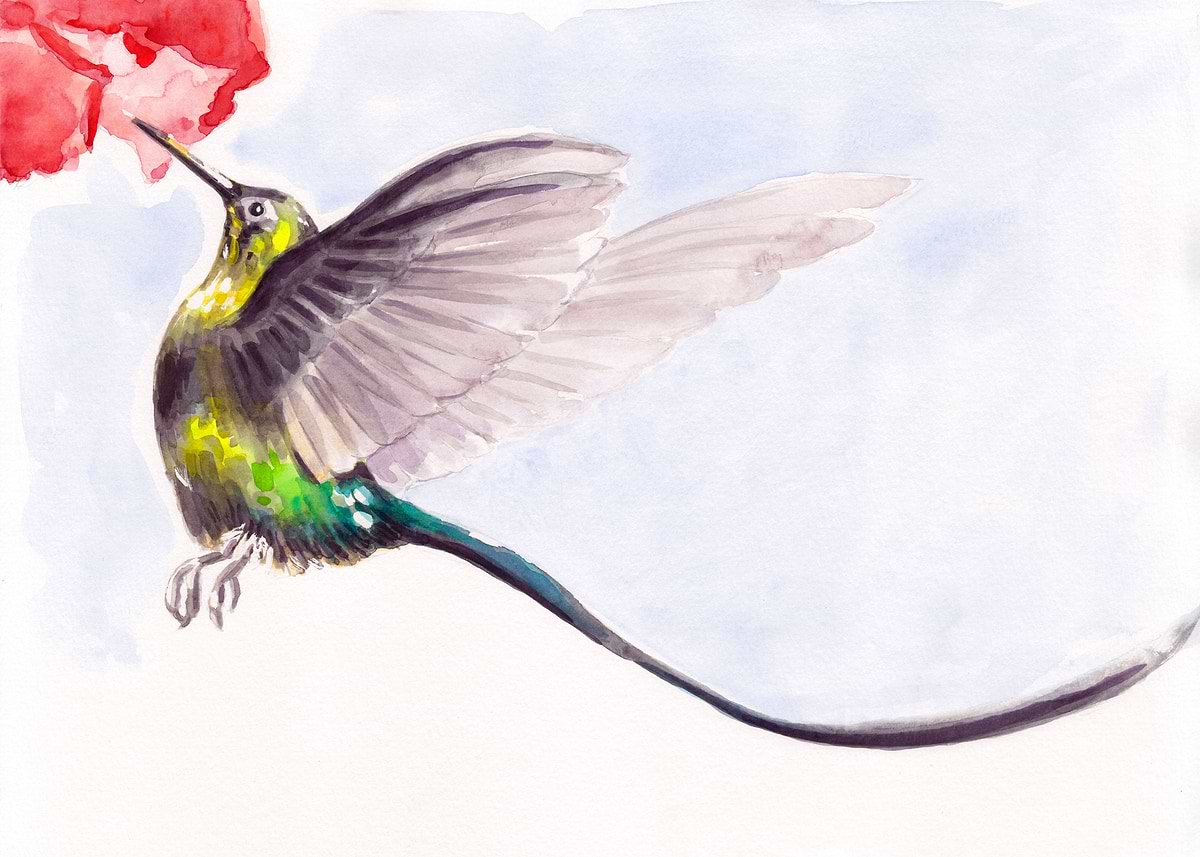 'Colibri' Poster, picture, metal print, paint by wasifor | Displate