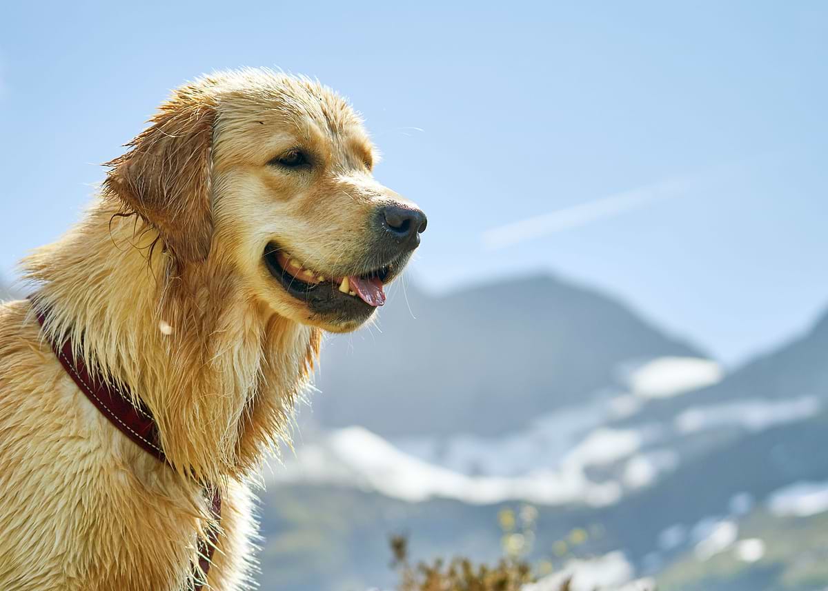 'GOLDEN RETRIVER ' Poster, picture, metal print, paint by PRIMNEPTI ...