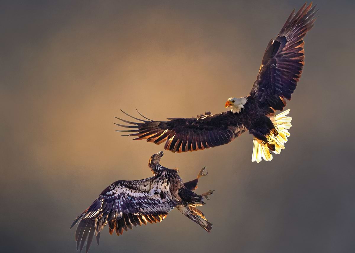 'Close Quarters ' Poster, picture, metal print, paint by Joe OConnell ...