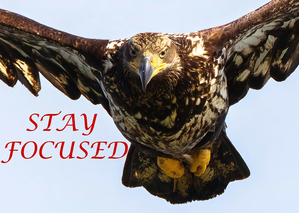 'Stay Focused Bald Eagle' Poster, picture, metal print, paint by Joe ...