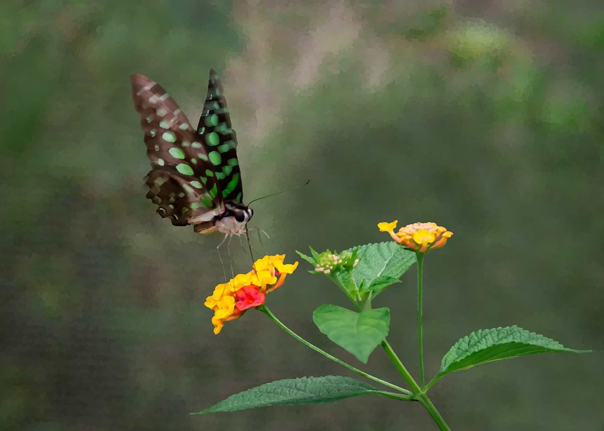 'Green Spotted Butterfly' Poster, picture, metal print, paint by ...