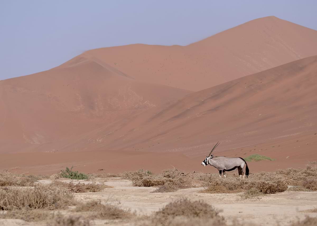'Oryx in the desert' Poster, picture, metal print, paint by Félix ...