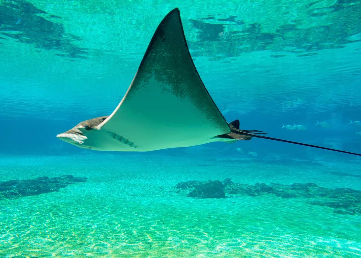 'MANTA RAYS' Poster, picture, metal print, paint by LuckStory | Displate