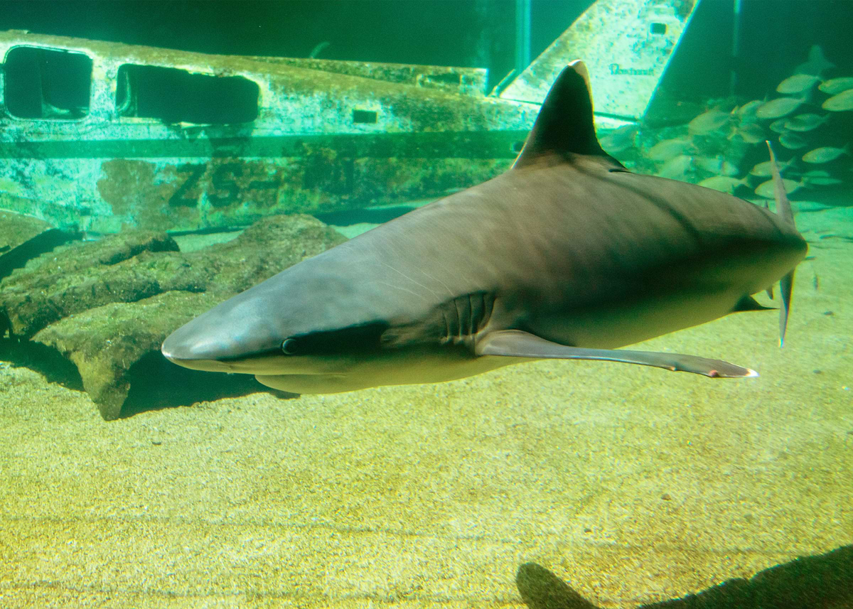 'SHARK' Poster, picture, metal print, paint by LuckStory | Displate