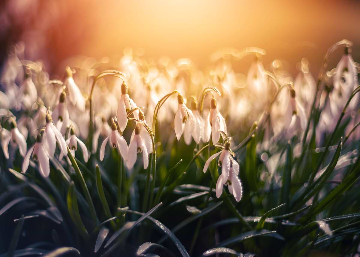 'White snowdrops, flowers' Poster, picture, metal print, paint by ...