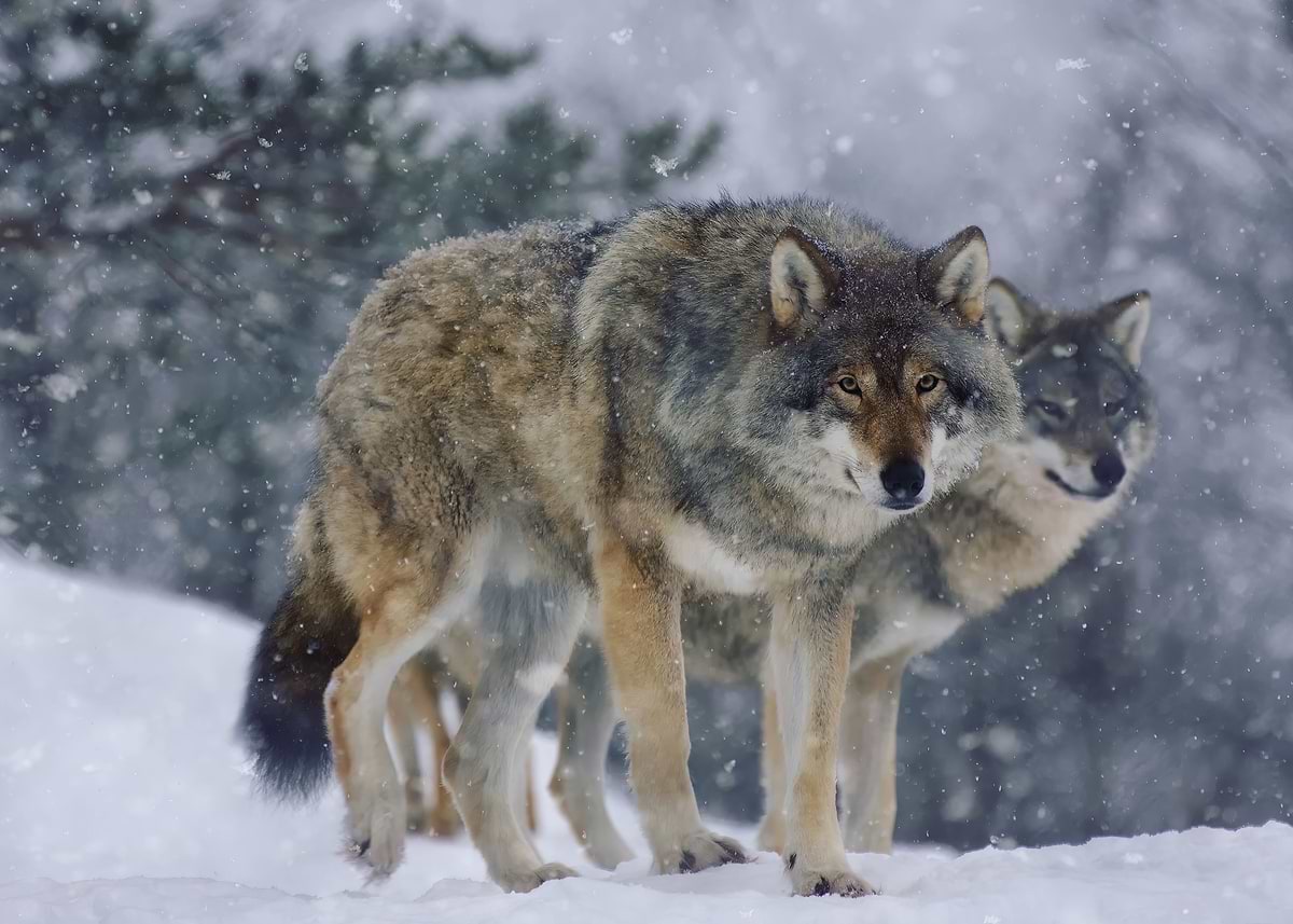 'Wolves in the snow' Poster, picture, metal print, paint by Alex | Displate