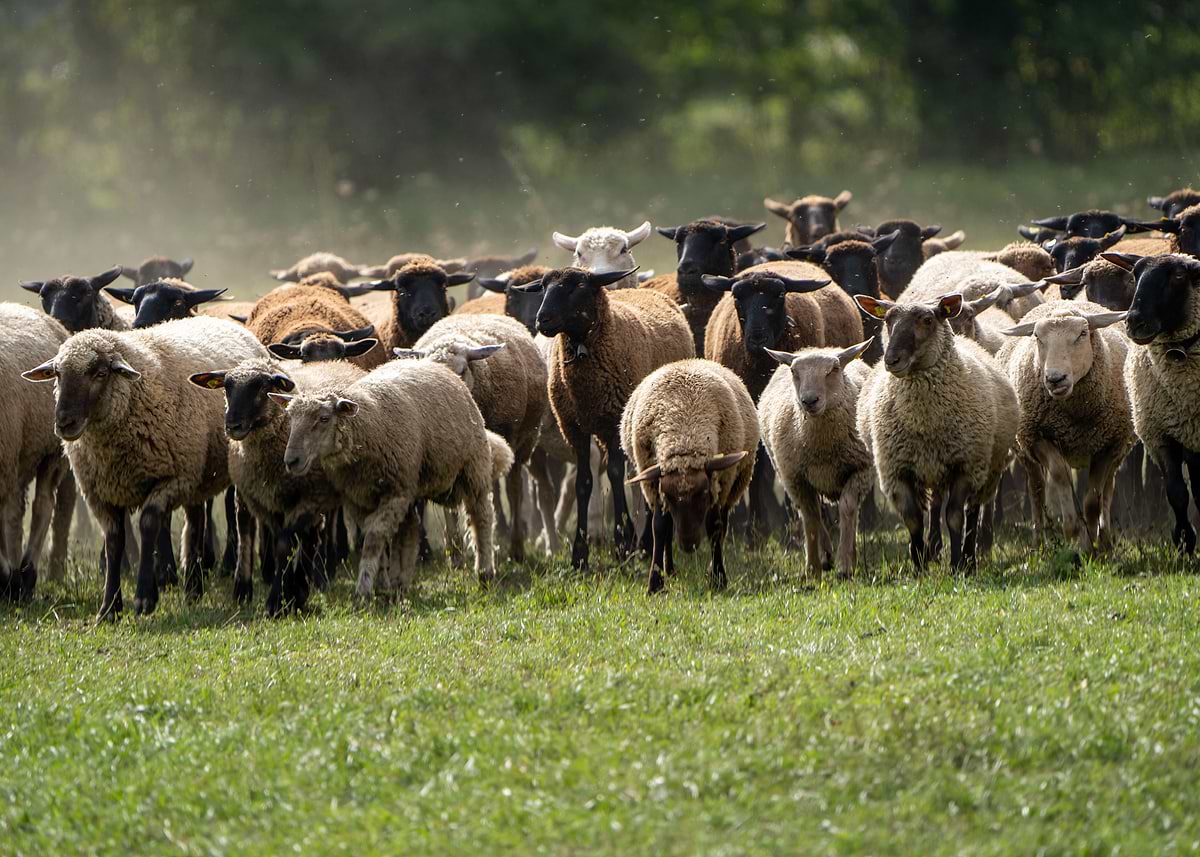 'Herd moving' Poster, picture, metal print, paint by Jordan | Displate