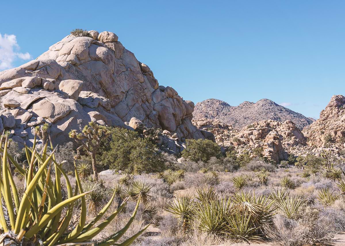 'Joshua Tree Landscape ' Poster, picture, metal print, paint by anthony ...