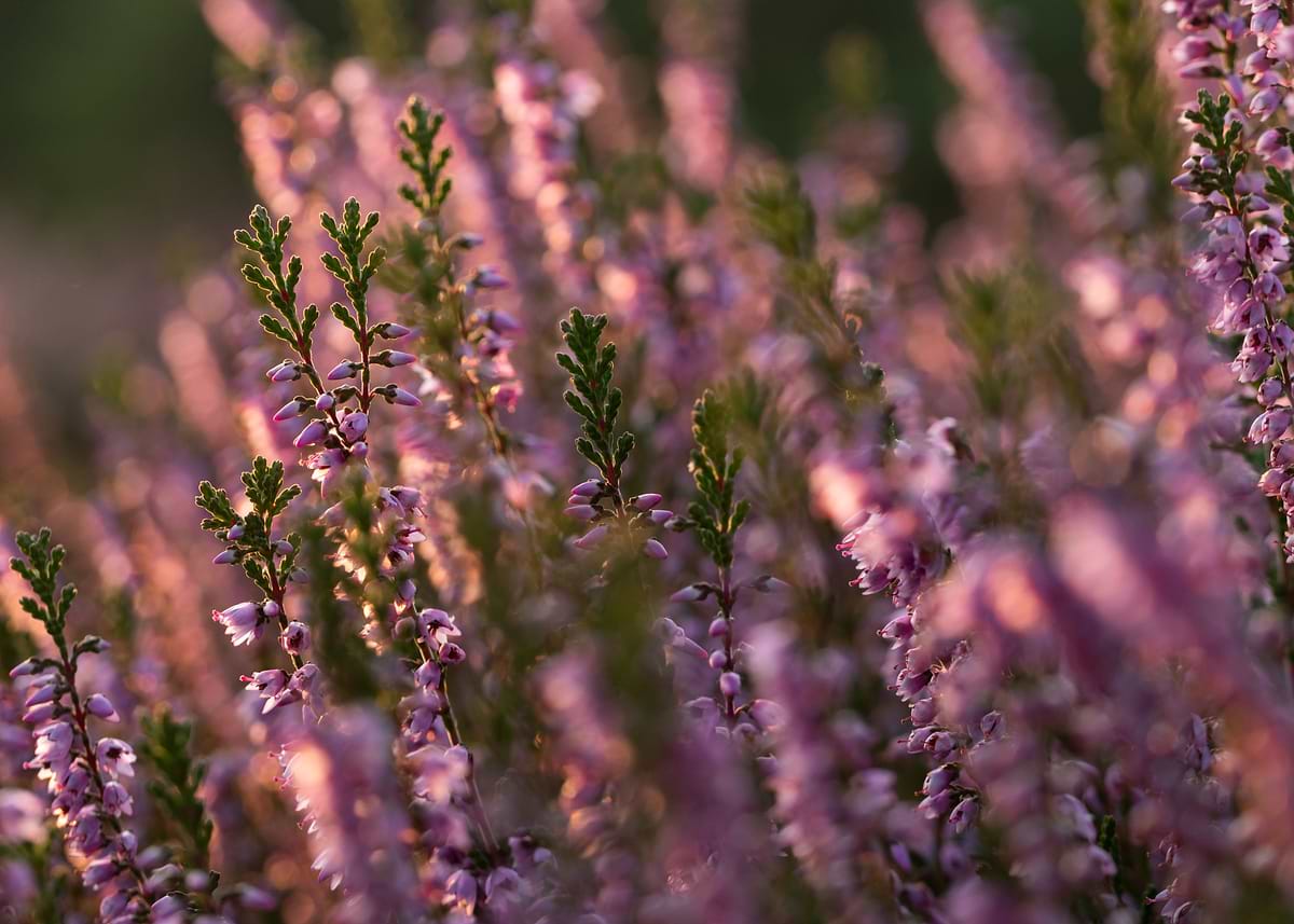 'A field of heather' Poster, picture, metal print, paint by Beata Tabak ...