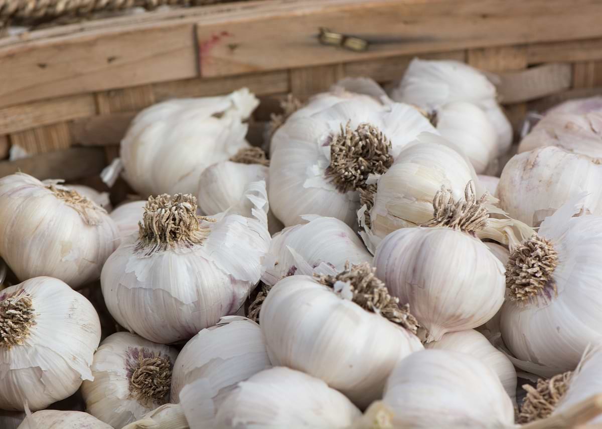 'Garlic Harvest' Poster, picture, metal print, paint by Michael ...
