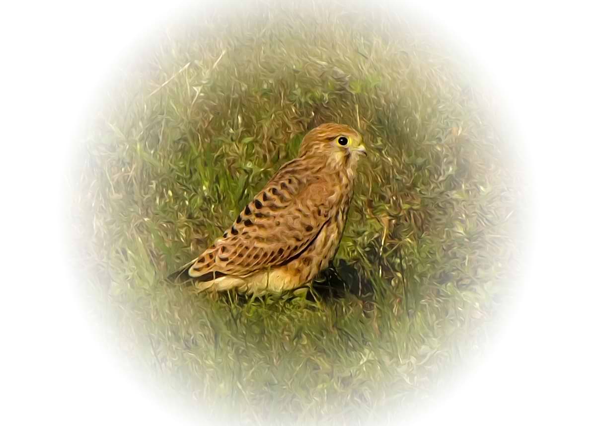 'Kestrel' Poster, picture, metal print, paint by Gyula Gvardián | Displate