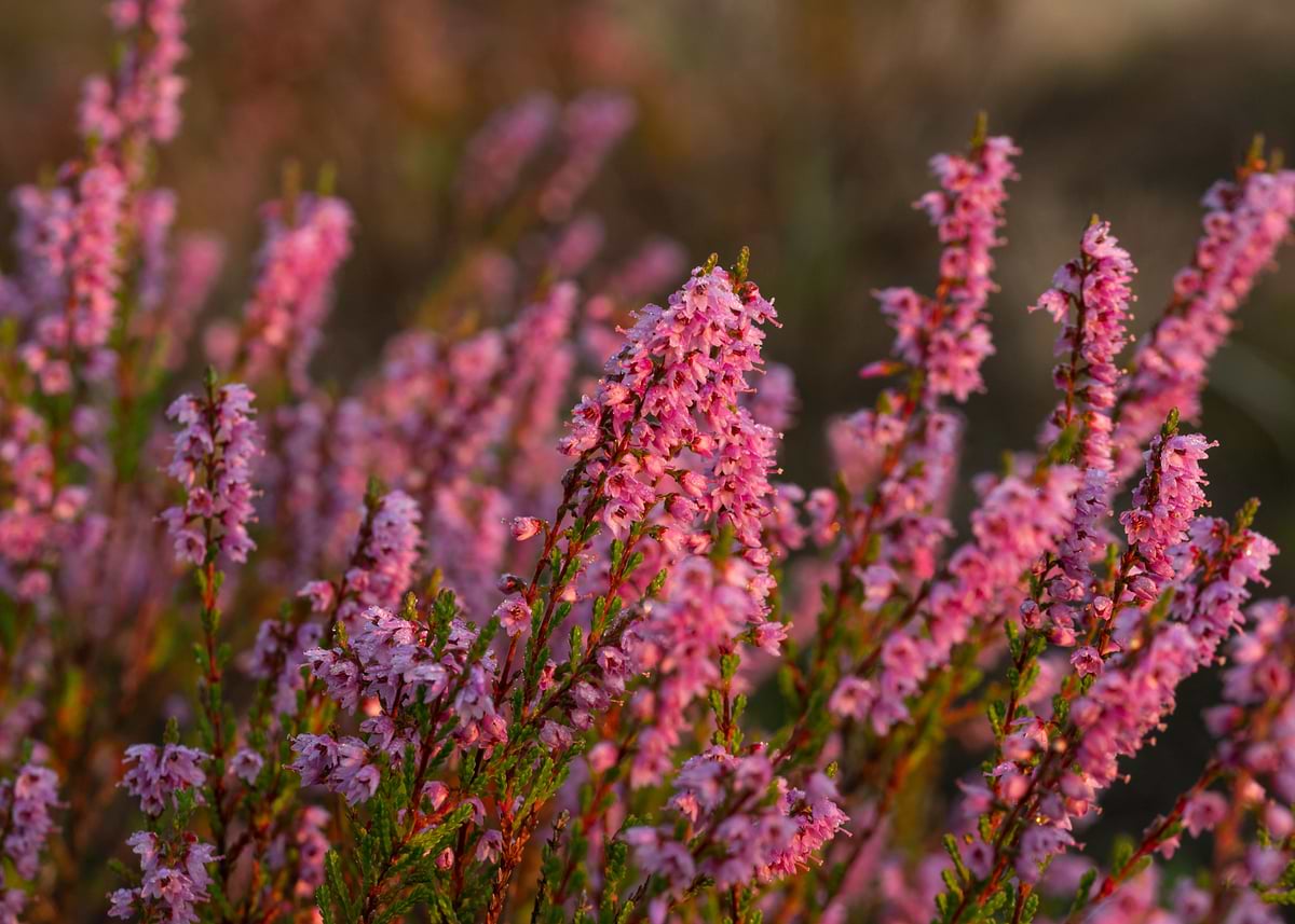 'Morning Dew On The Heather' Poster, picture, metal print, paint by ...