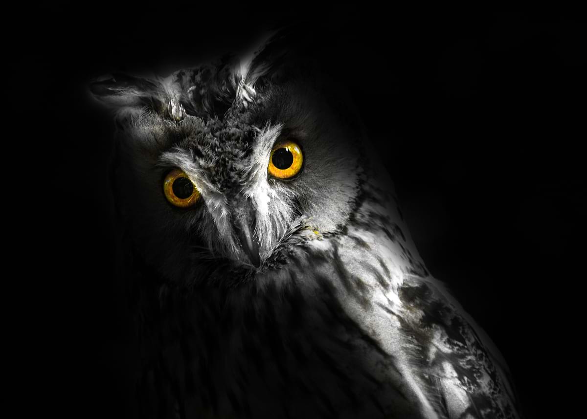 'scary owl cute' Poster, picture, metal print, paint by Travel Travel ...