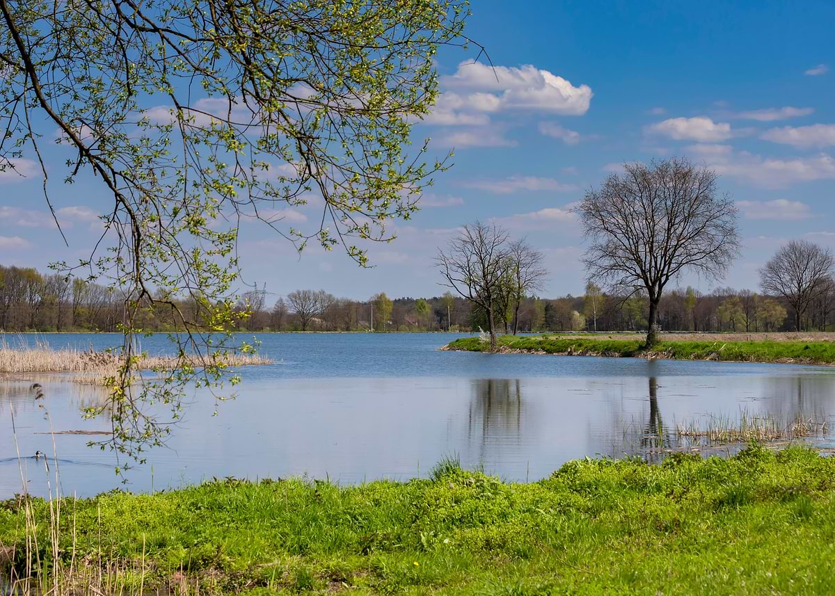 'Spring pond and trees' Poster, picture, metal print, paint by ...