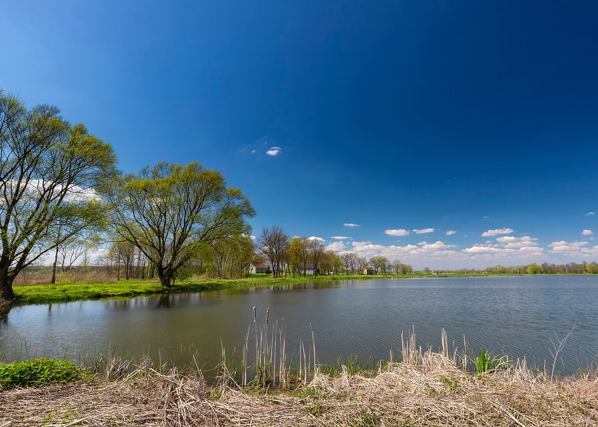 'Spring pond' Poster, picture, metal print, paint by anettastar | Displate