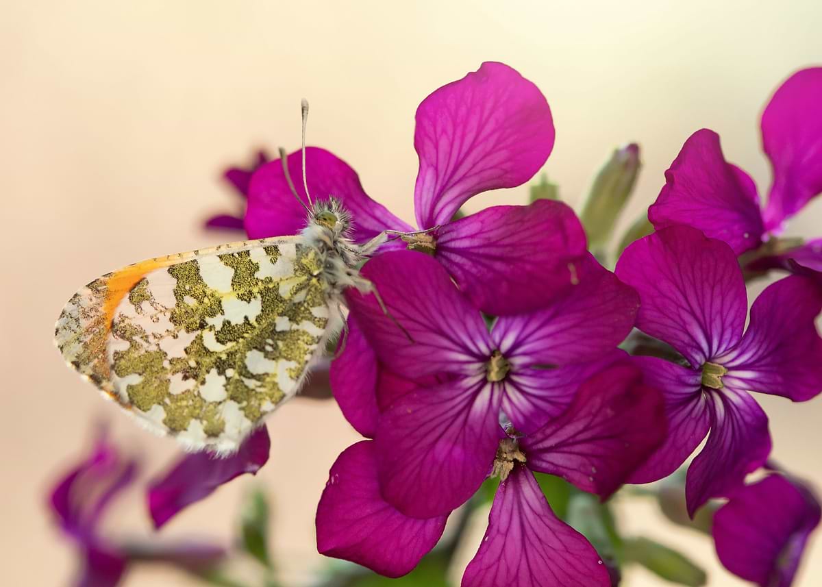 'Spring butterfly' Poster, picture, metal print, paint by Mycatherina ...