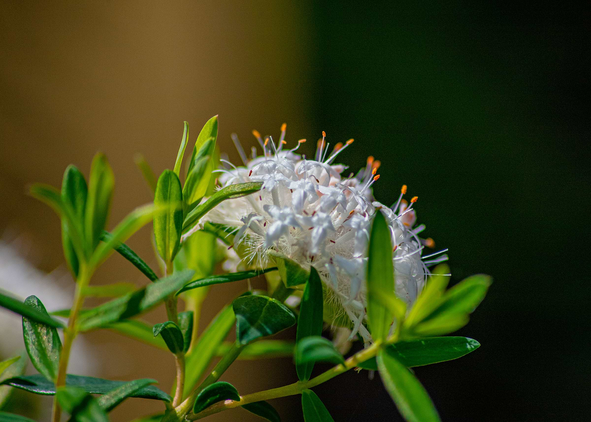 'white Australian flower' Poster, picture, metal print, paint by Enzo ...