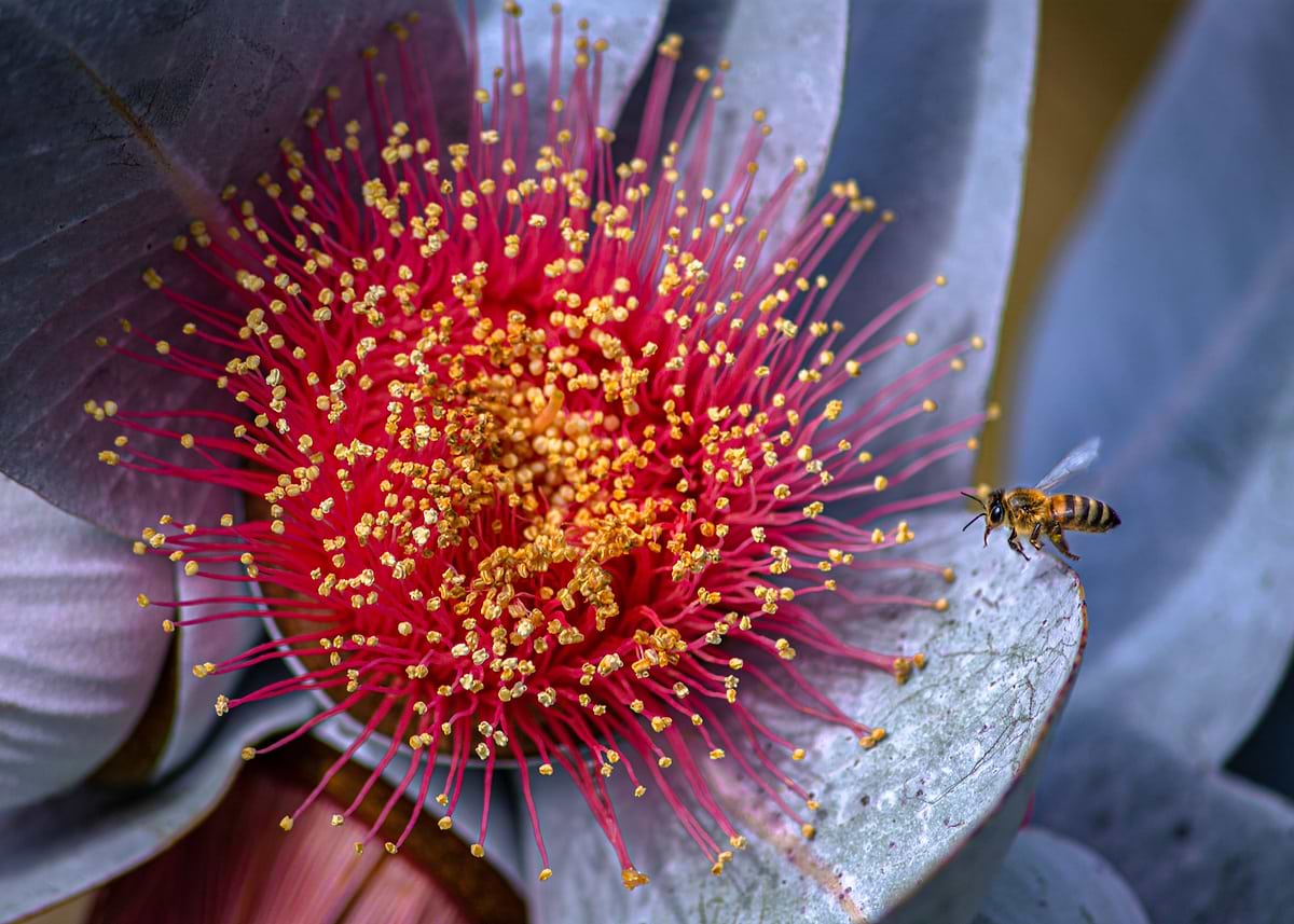 'bee flying to a flower' Poster, picture, metal print, paint by Enzo ...