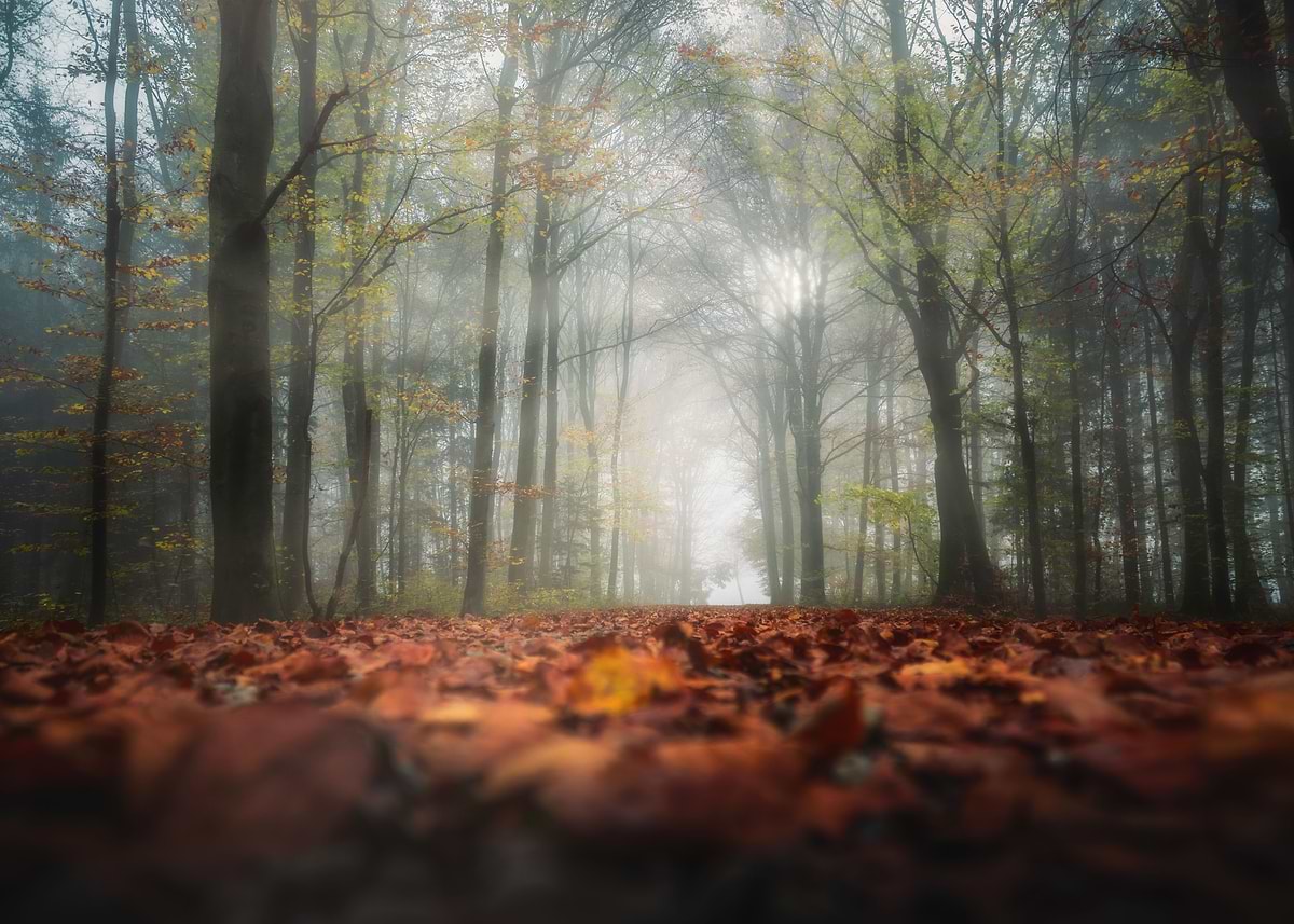 'Foggy morning in autumn' Poster, picture, metal print, paint by Tobias ...