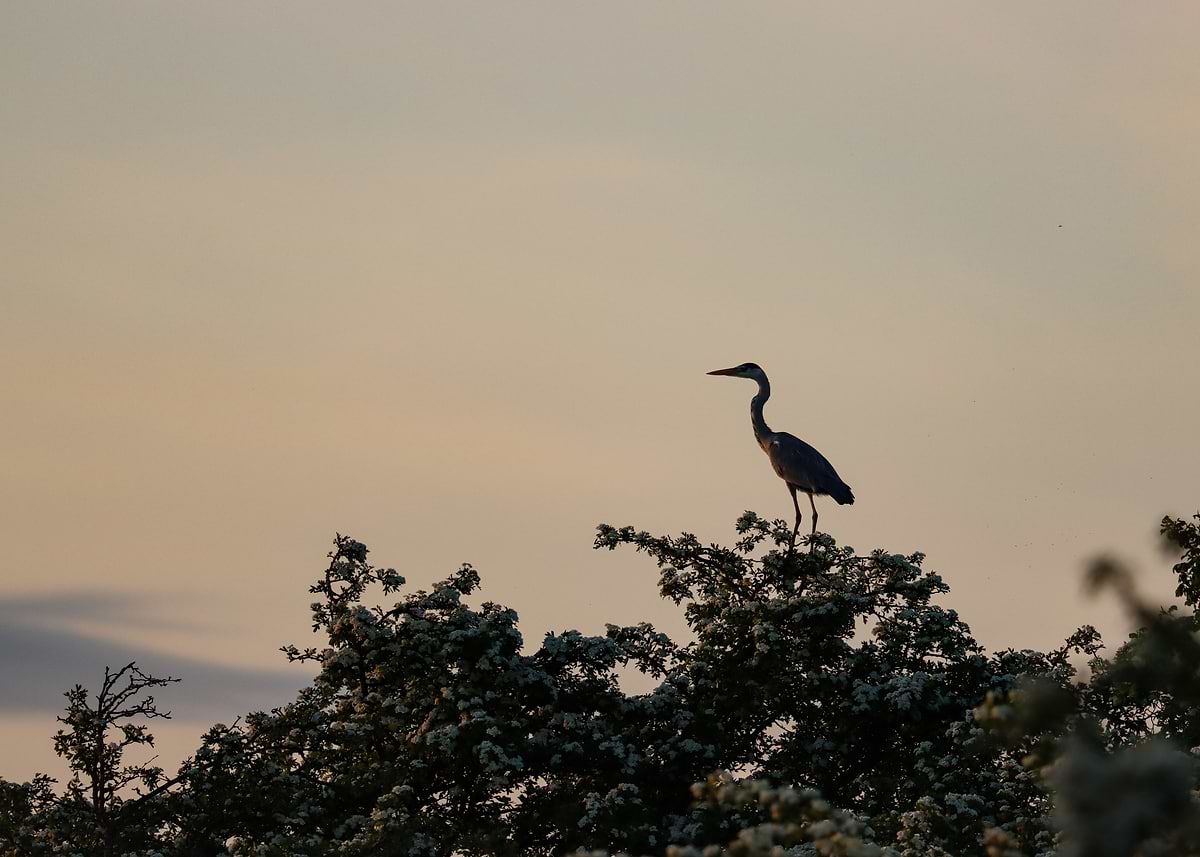 'Heron looking over Sunset' Poster, picture, metal print, paint by ...