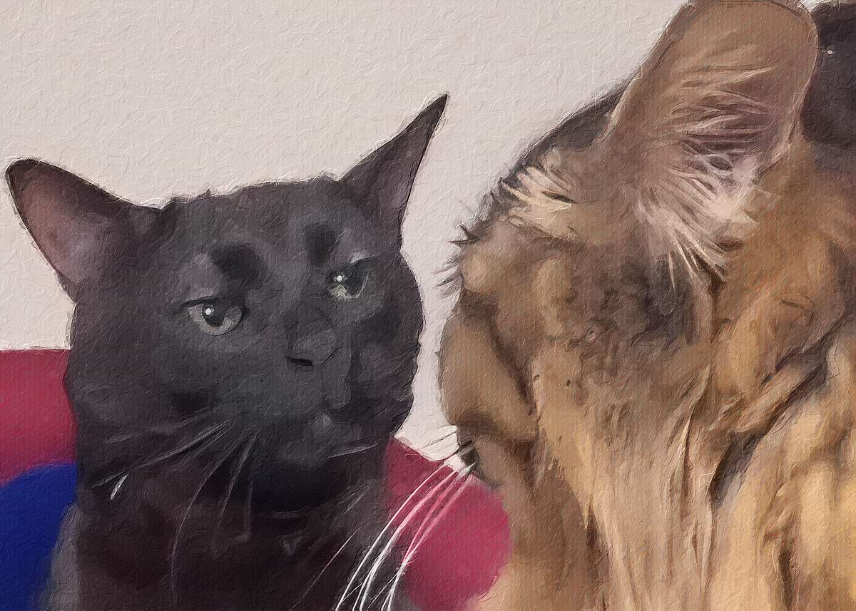 'Black Cat Zoning Out Meme' Poster, picture, metal print, paint by Meme ...