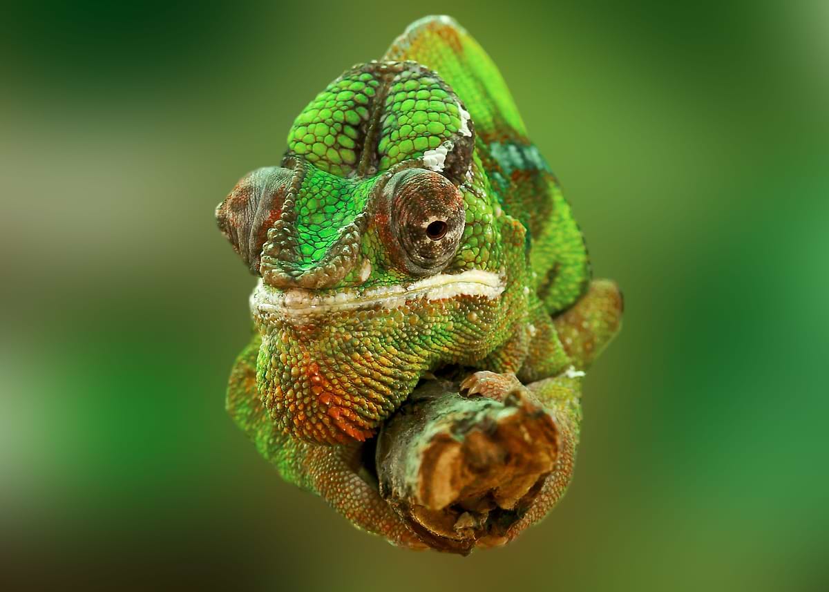 'Face of a Chameleon' Poster, picture, metal print, paint by Sam Brady ...
