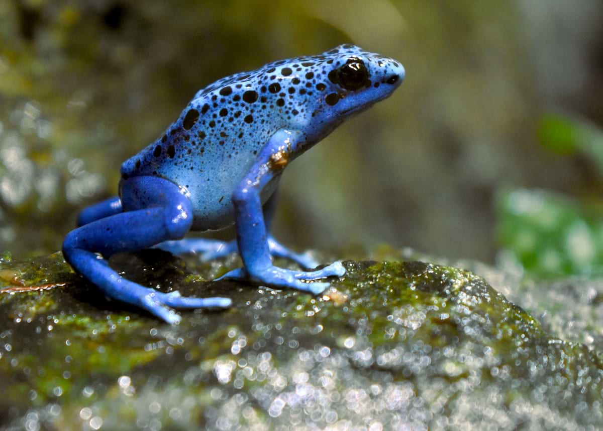 'Azureus frog' Poster, picture, metal print, paint by Nicolas Pardoel ...