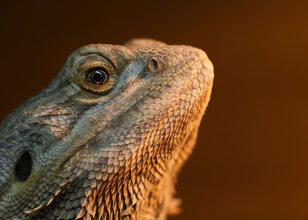 'Pogona' Poster, picture, metal print, paint by Nicolas Pardoel | Displate