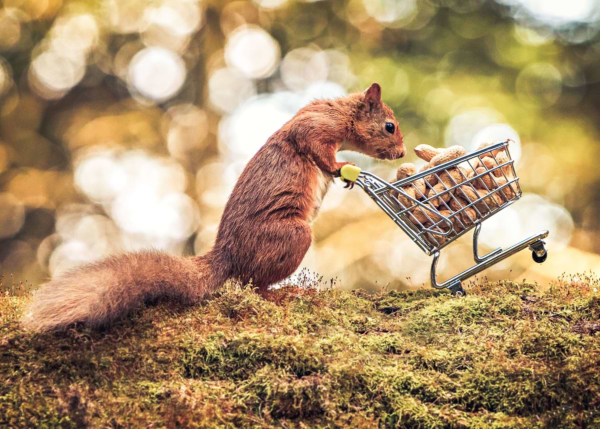 'Red Squirrel Shopping' Poster, picture, metal print, paint by Craig ...