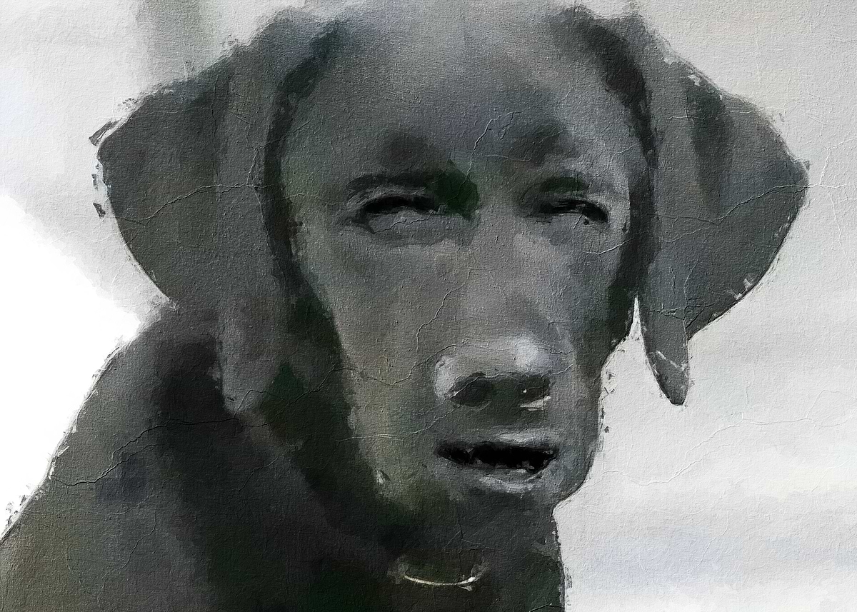 'What the dog meme' Poster, picture, metal print, paint by Meme Daily ...