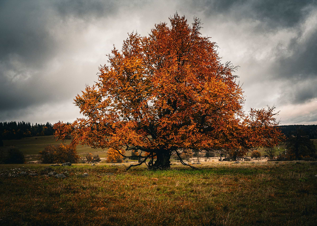 'The big autumn tree' Poster, picture, metal print, paint by Claudia ...