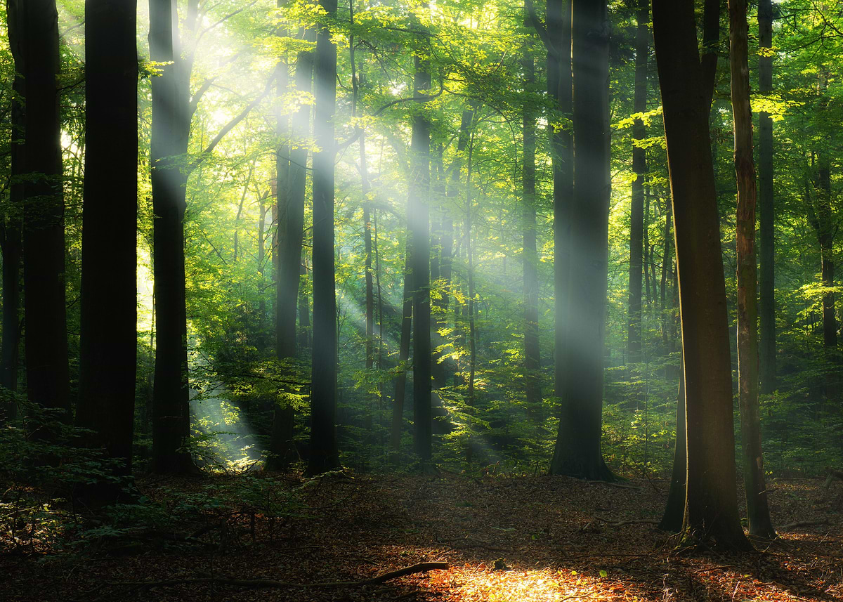 'sunrise in green forest' Poster, picture, metal print, paint by BURRY ...
