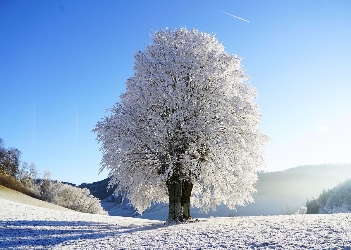 'cedar tree' Poster, picture, metal print, paint by Wilderness Wall ...
