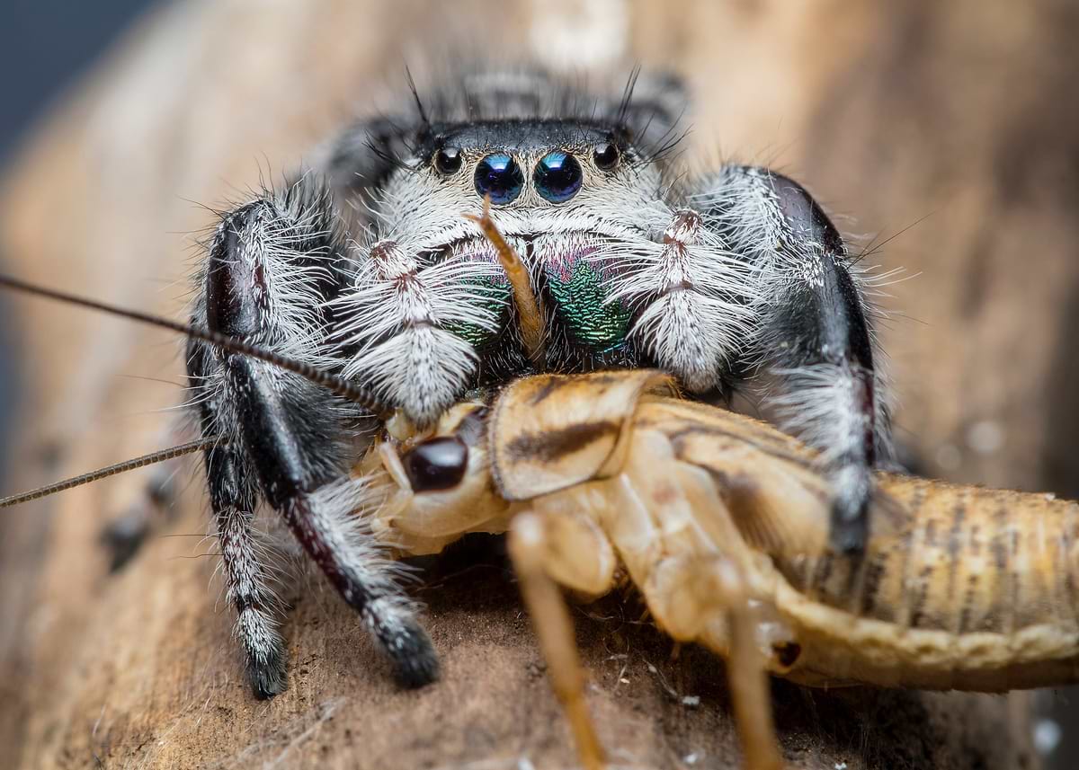 'Phidippus Regius' Poster, picture, metal print, paint by Nicolas ...