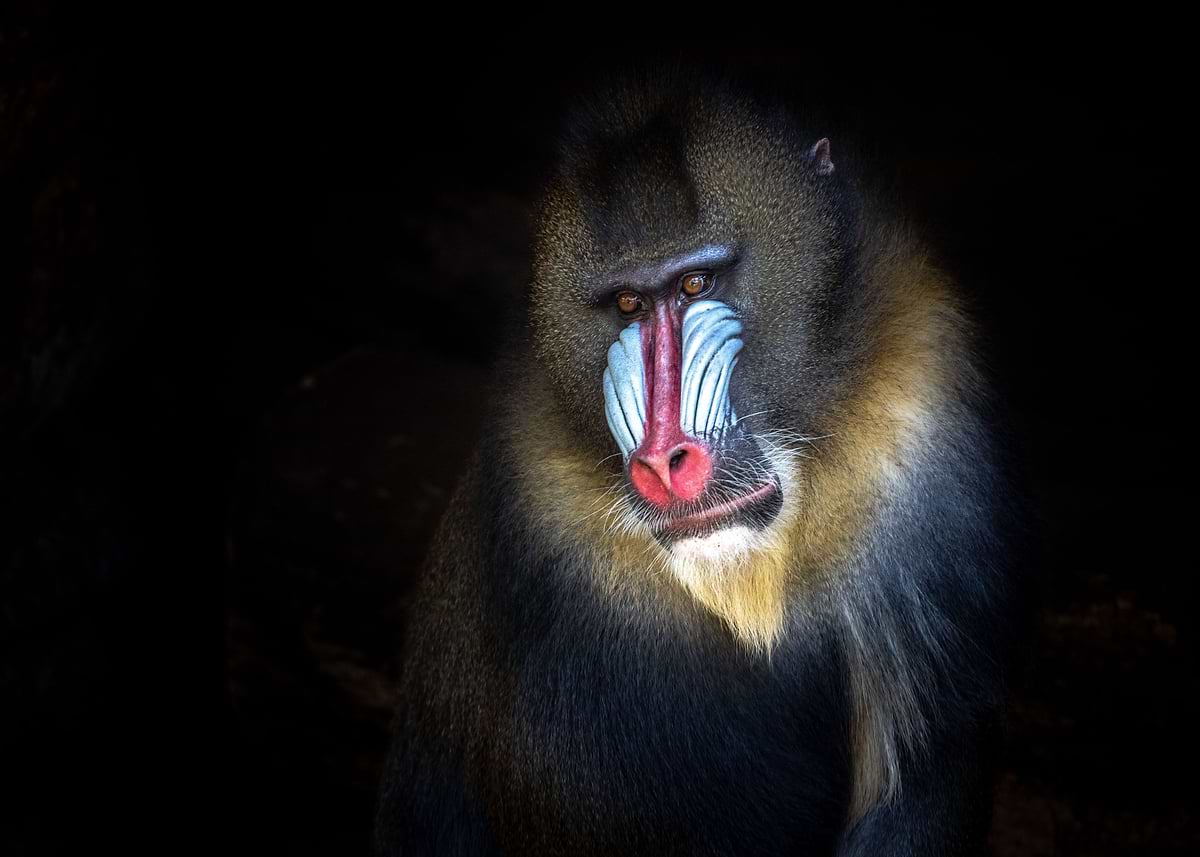 'Colorful mandril' Poster, picture, metal print, paint by ichimdp ...