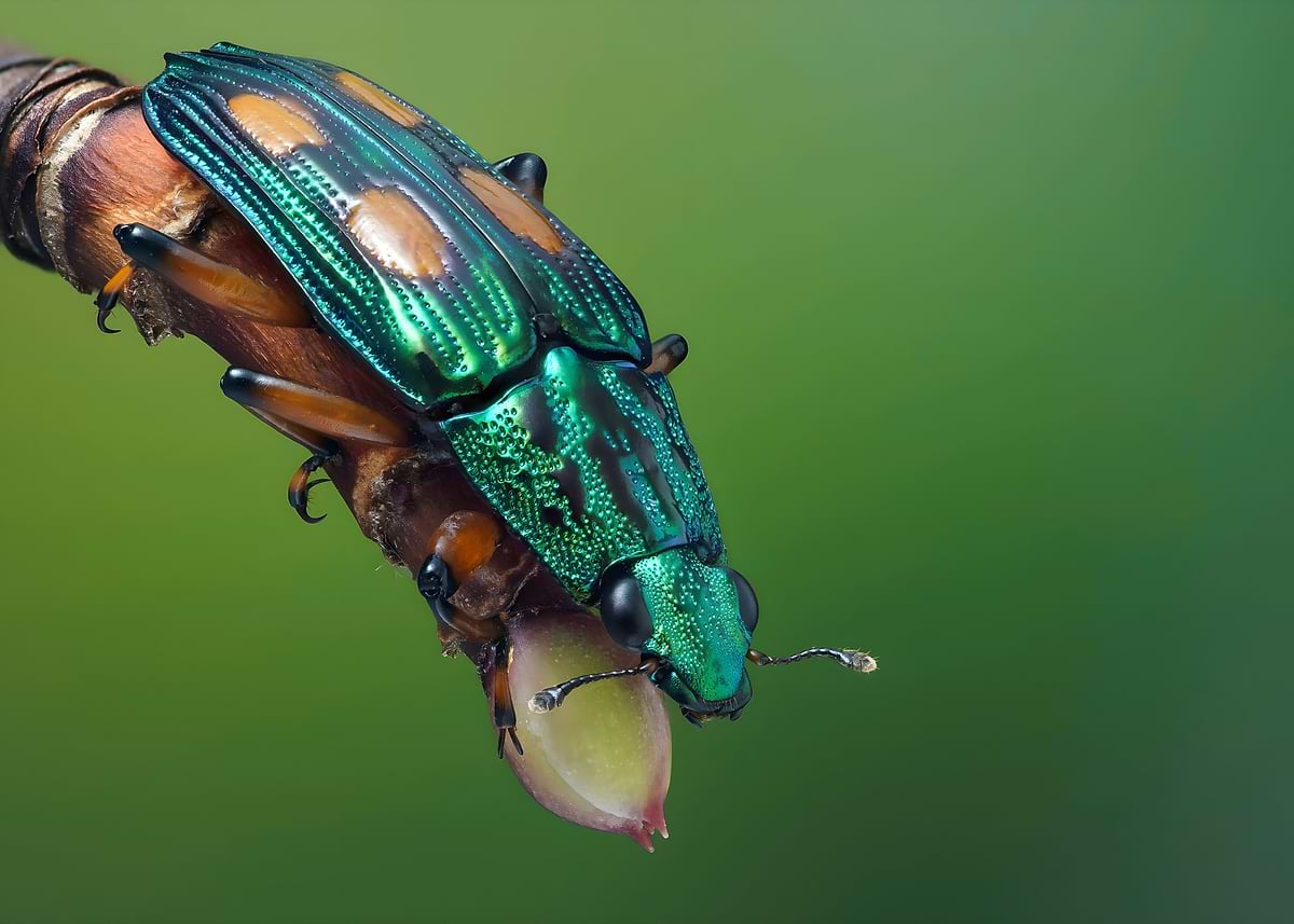 'Buprestidae Beetle' Poster, picture, metal print, paint by Desira art ...