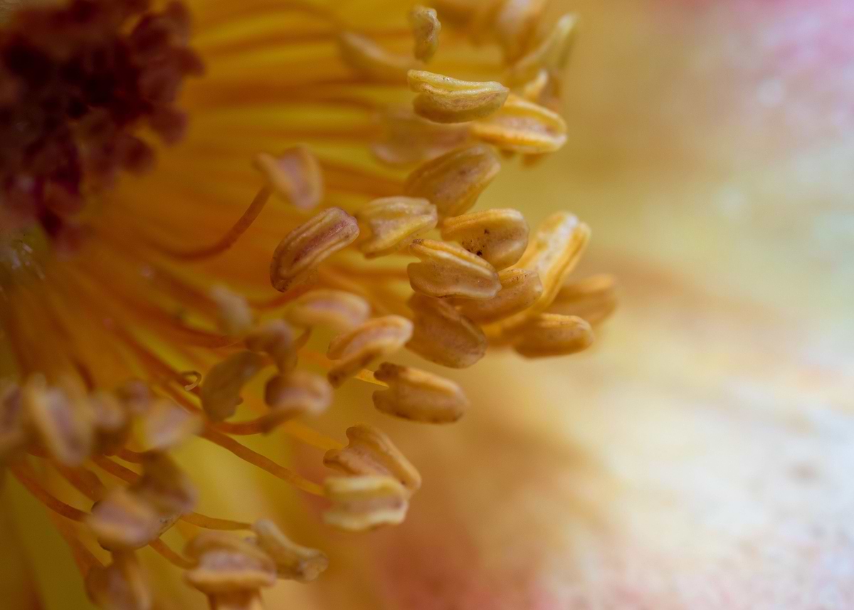 'Rose pollens and petals' Poster, picture, metal print, paint by ...