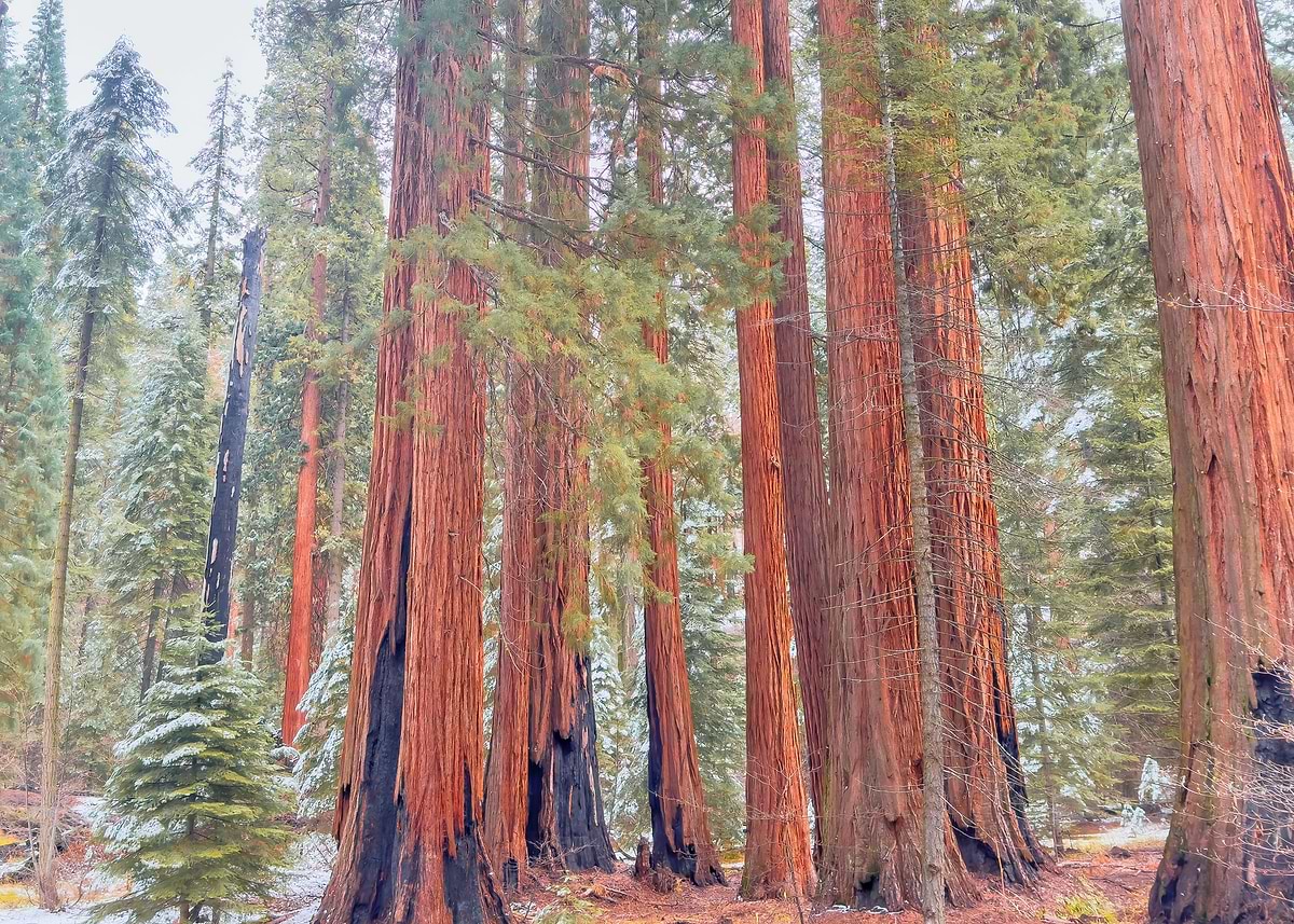 'Giant Forest' Poster, picture, metal print, paint by Jonathan Nguyen ...