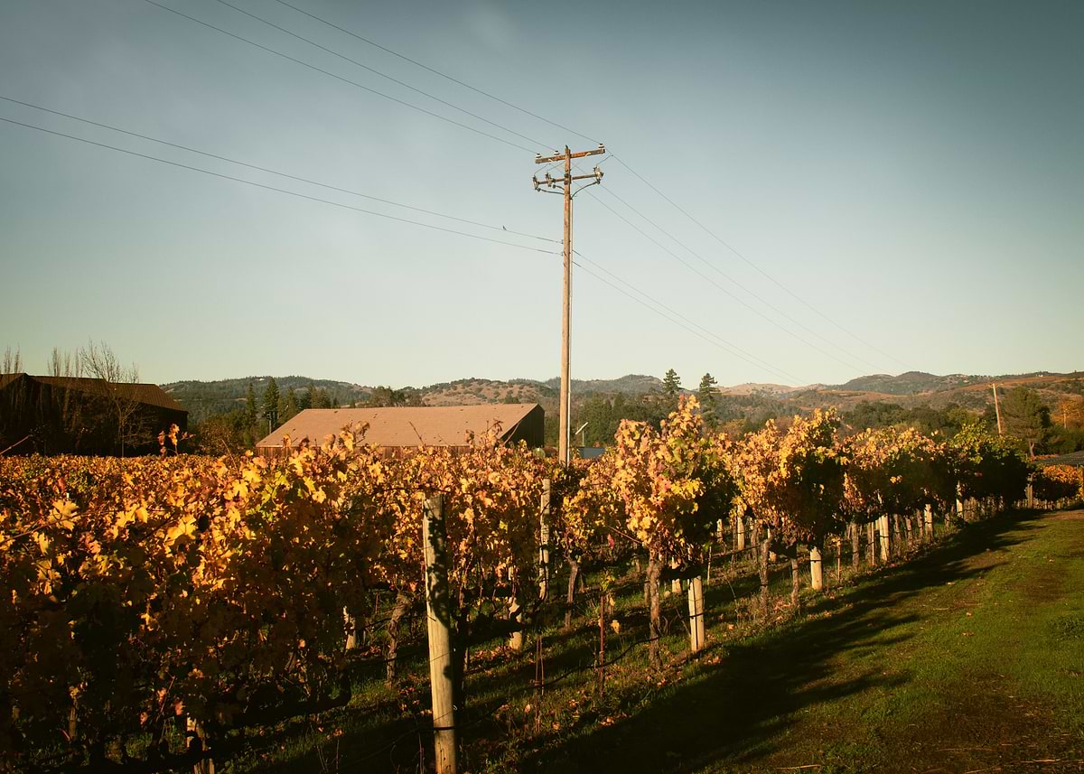 'Vi Sattui Vineyard' Poster, picture, metal print, paint by Tonys ...