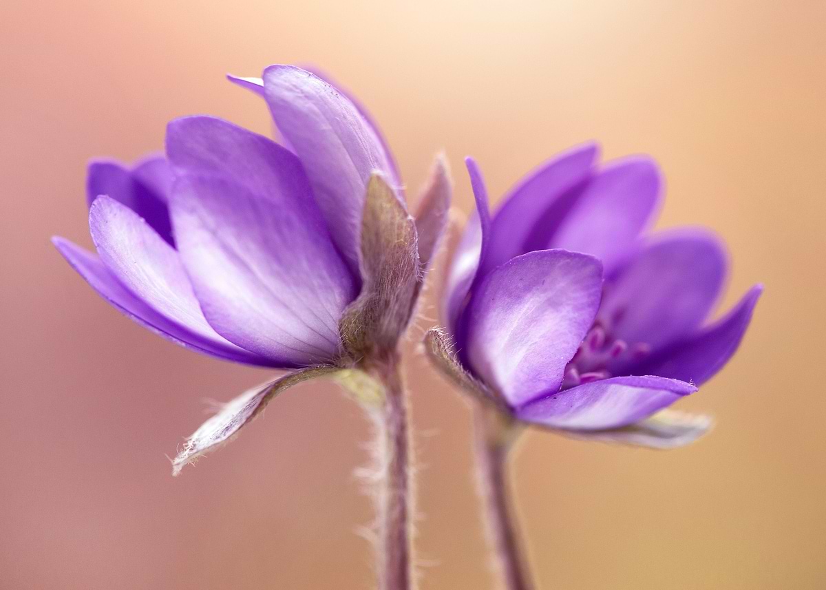 'Spring purple flowers' Poster, picture, metal print, paint by ...