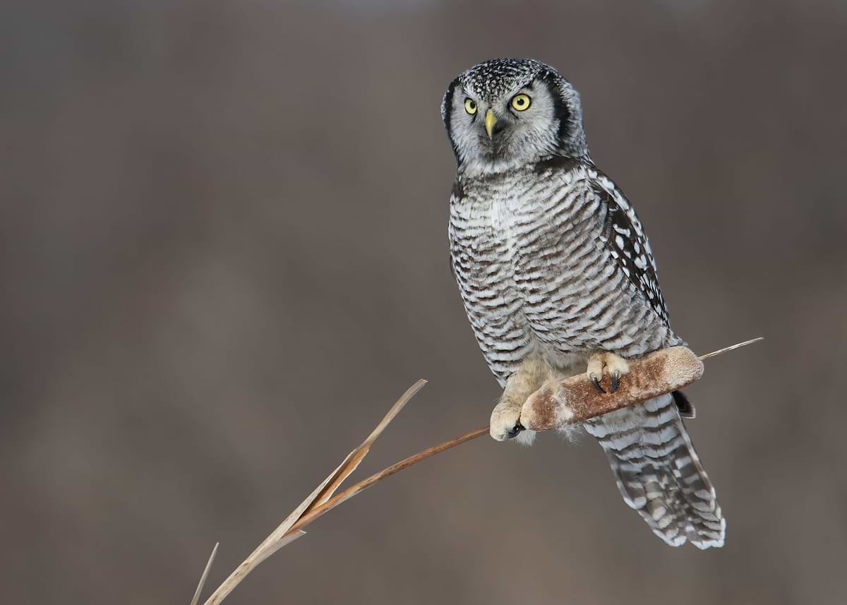 'Hawk Owl on cattail ' Poster, picture, metal print, paint by Thee Owl ...
