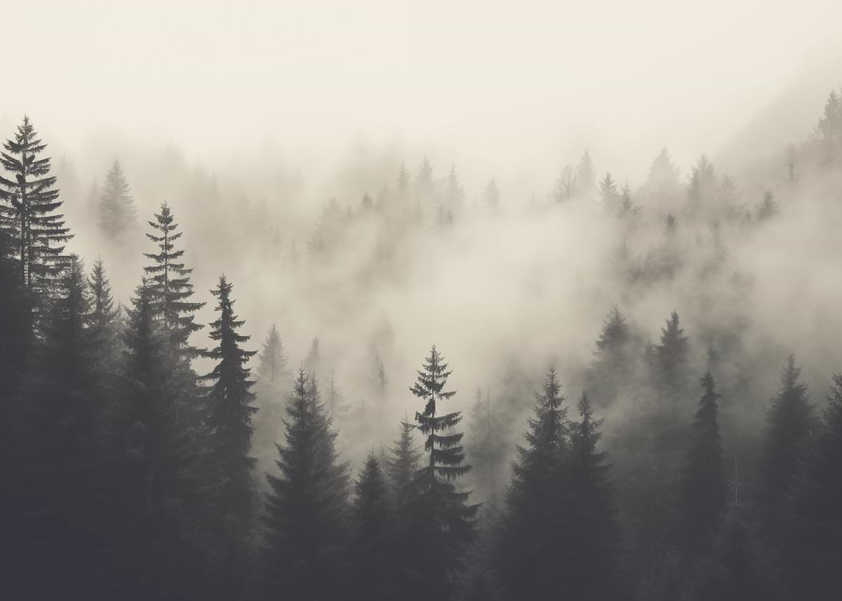 'Dark Forest Landscape' Poster, picture, metal print, paint by ...