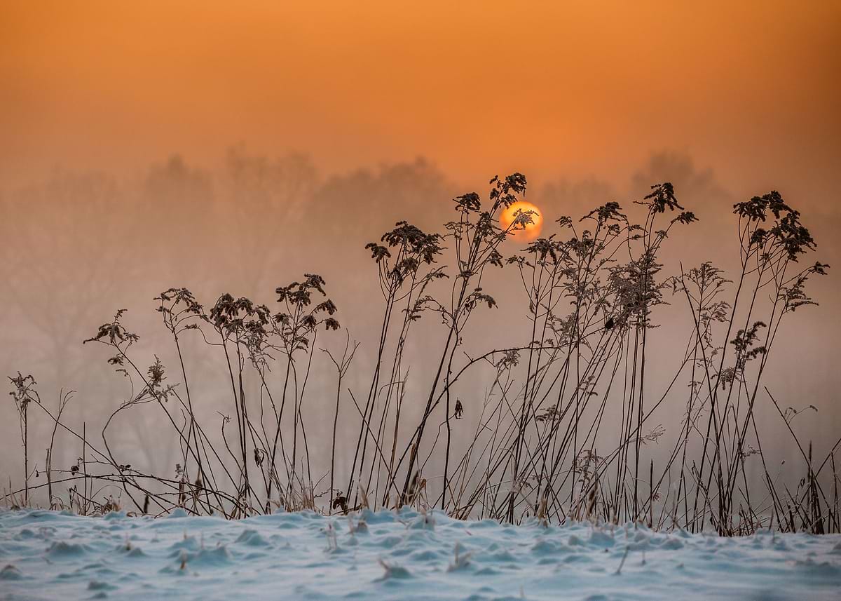 'Winter morning' Poster, picture, metal print, paint by Mycatherina ...