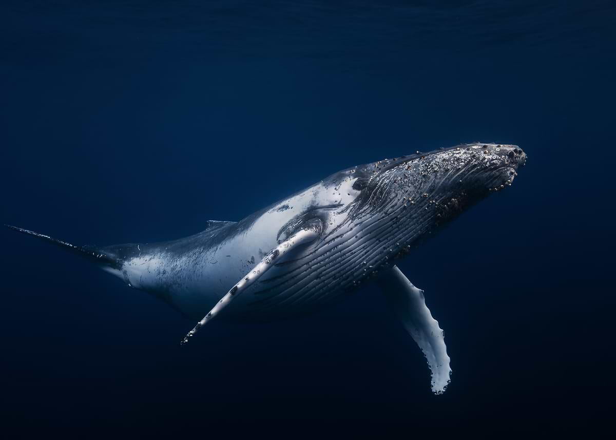 'Humpback whale in blue' Poster, picture, metal print, paint by World ...