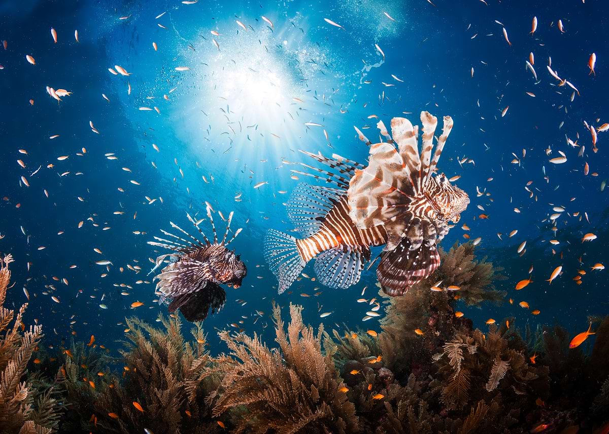 'Lionfish' Poster, picture, metal print, paint by World Class Photos ...