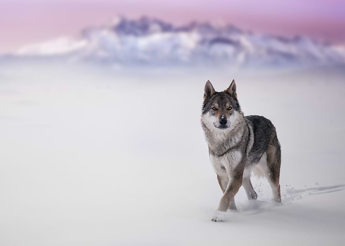 'Wolf' Poster, picture, metal print, paint by World Class Photos | Displate