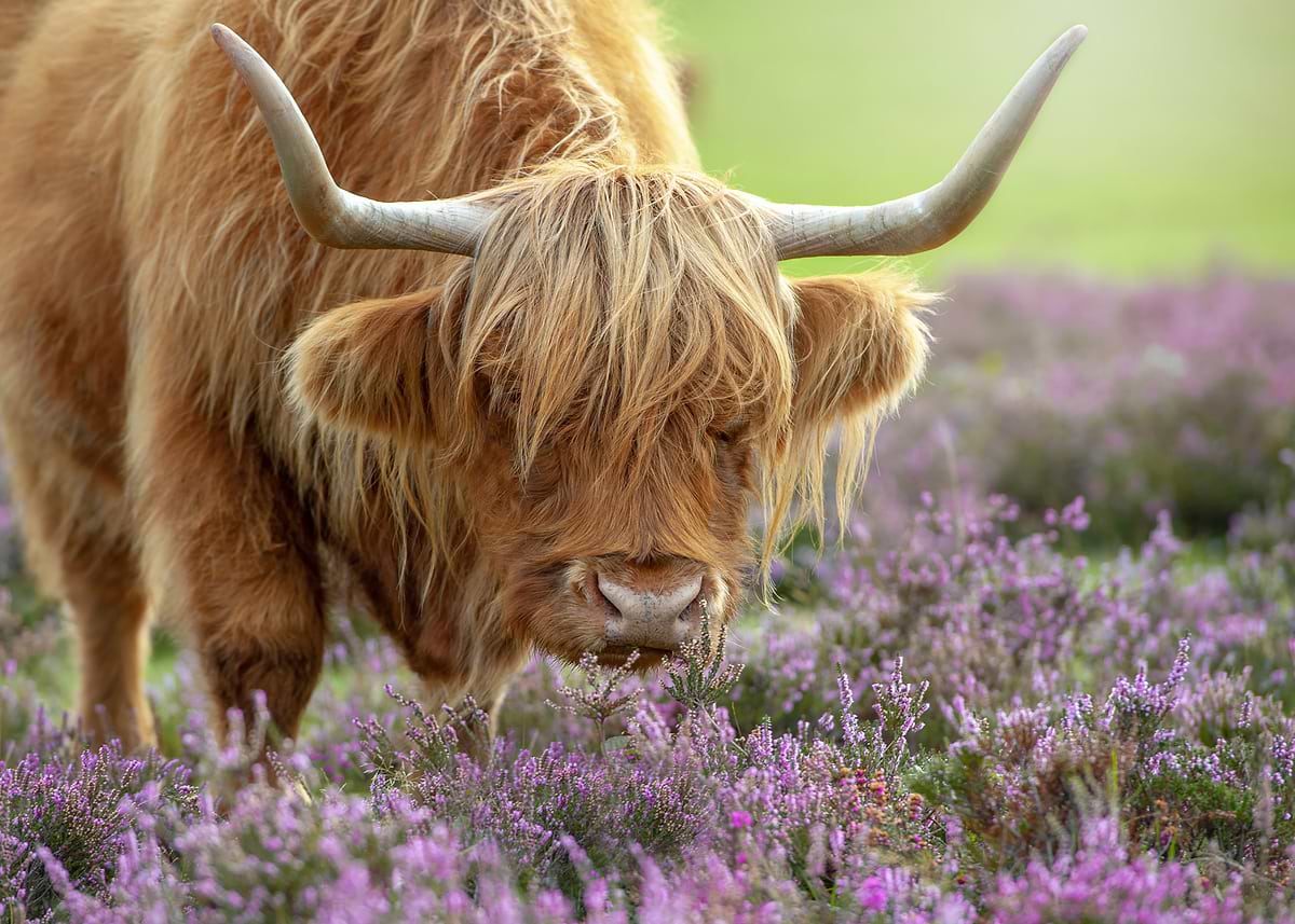 'Highland in Heather' Poster, picture, metal print, paint by World ...